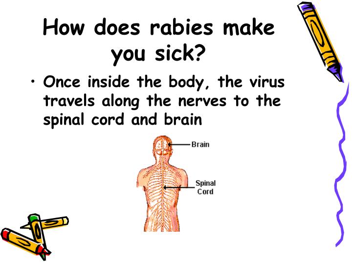 PPT - Rabies: What We need to know! PowerPoint Presentation - ID:4134698