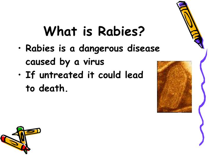 PPT - Rabies: What We need to know! PowerPoint Presentation - ID:4134698