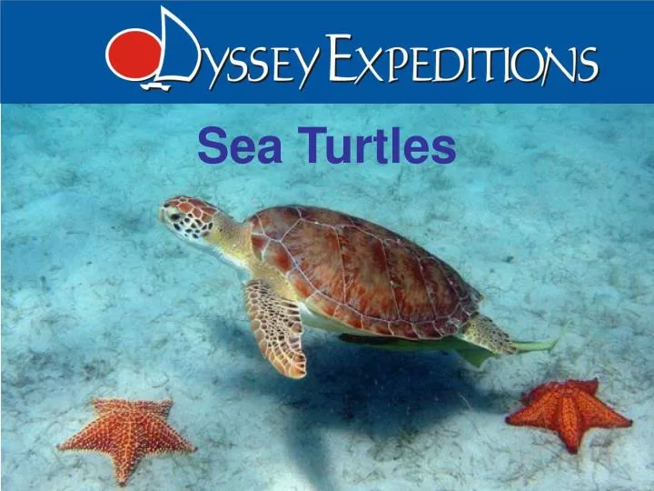 PPT - Sea Turtles PowerPoint Presentation, free download - ID:4135038