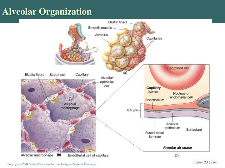 PPT - Respiratory System: Overview PowerPoint Presentation - ID:4135388