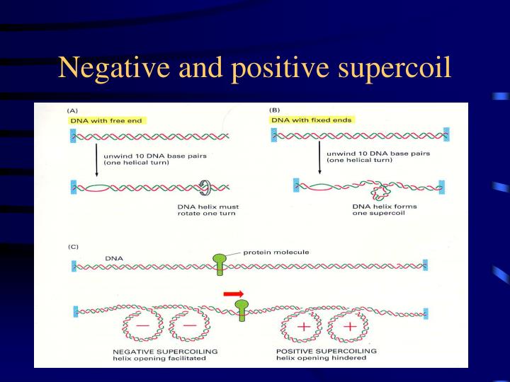 PPT - Chen Yonggang Zhejiang University Schools of Medicine PowerPoint ...