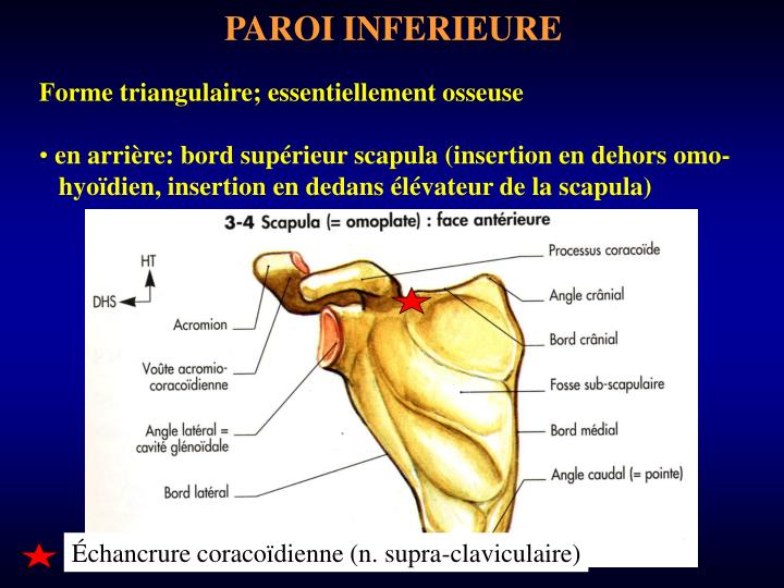 PPT - REGION SUPRA-CLAVICULAIRE PowerPoint Presentation - ID:4138347