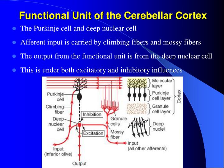 PPT - Cerebellum and Basal Ganglia in Motor Control PowerPoint ...