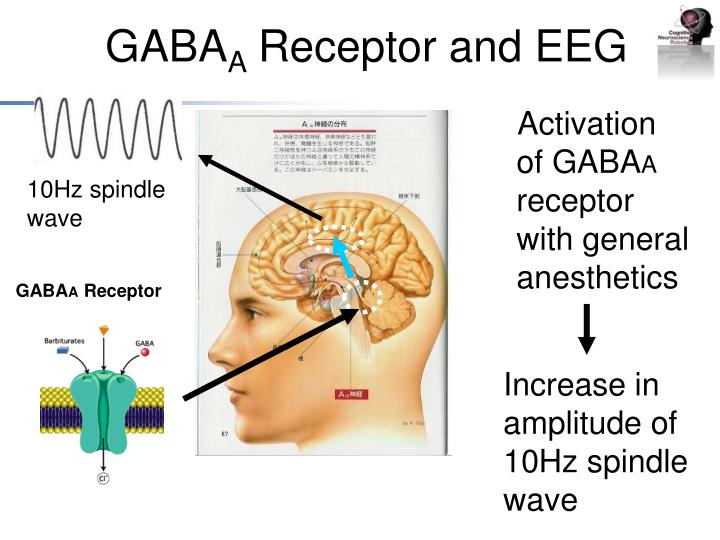PPT - ･ General Anesthesia ・ Anesthesia and EEG ・ Mechanism of ...