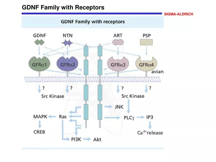 PPT - GDNF Family with Receptors PowerPoint Presentation, free download ...