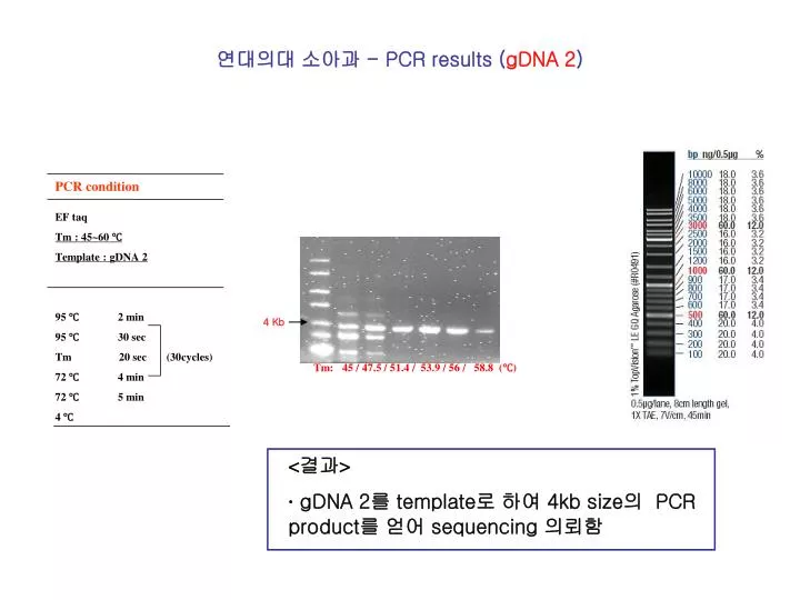 PPT - PCR condition PowerPoint Presentation, free download - ID:4141414
