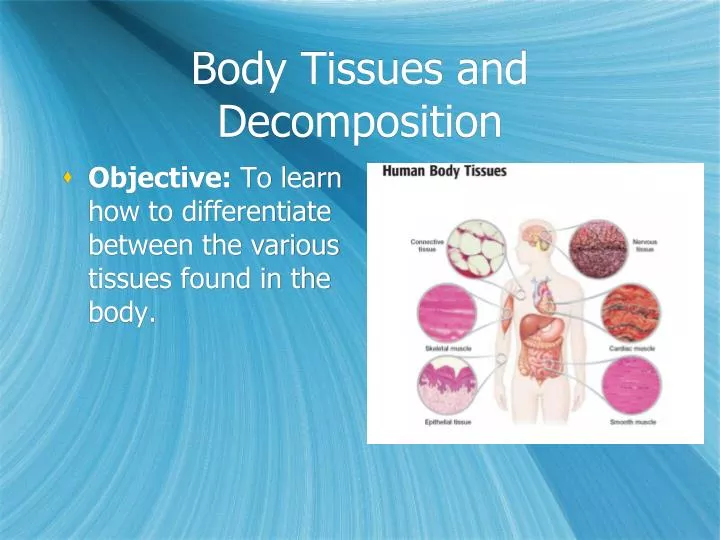 PPT - Body Tissues and Decomposition PowerPoint Presentation, free ...