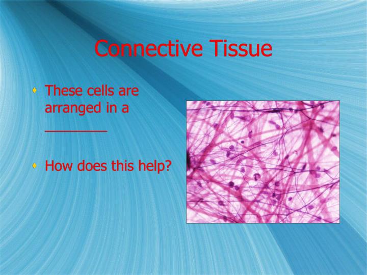 PPT - Body Tissues and Decomposition PowerPoint Presentation - ID:4141721