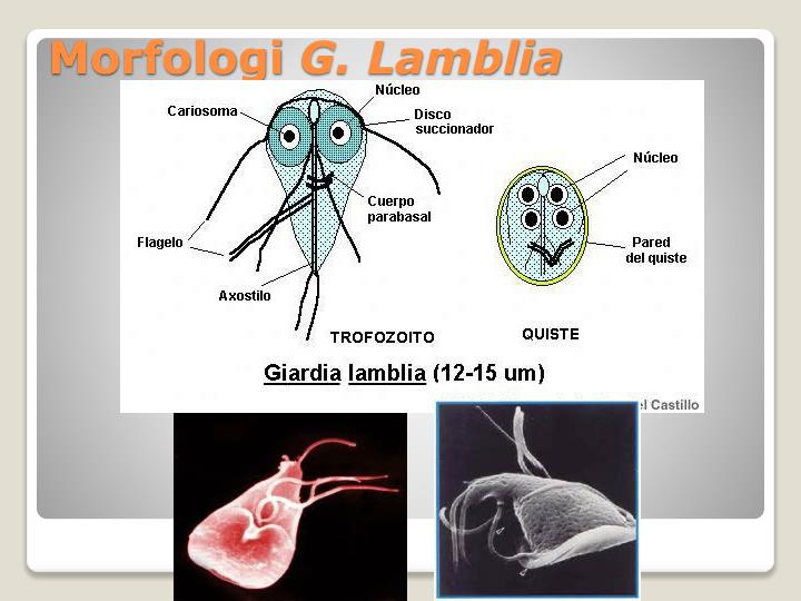 PPT - Protozoa Intestinal PowerPoint Presentation - ID:4141793