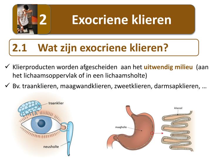 PPT - DEEL 2 Organismen reageren op prikkels uit hun omgeving ...