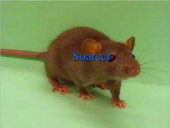 PPT - Soareci PowerPoint Presentation, free download - ID:4144969