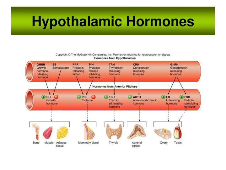 PPT - Essentials of Human Anatomy Endocrine System PowerPoint ...