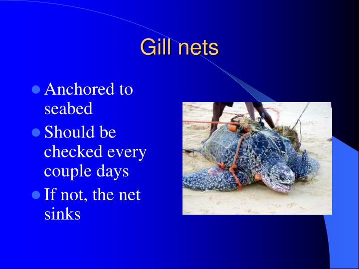 PPT - Ghost Fishing PowerPoint Presentation - ID:4145479