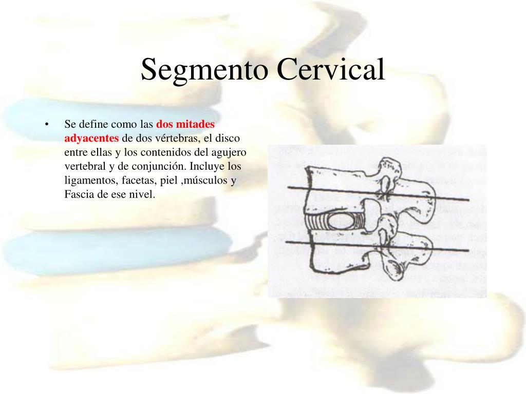 PPT - Vista general de la anatomía de columna PowerPoint Presentation ...