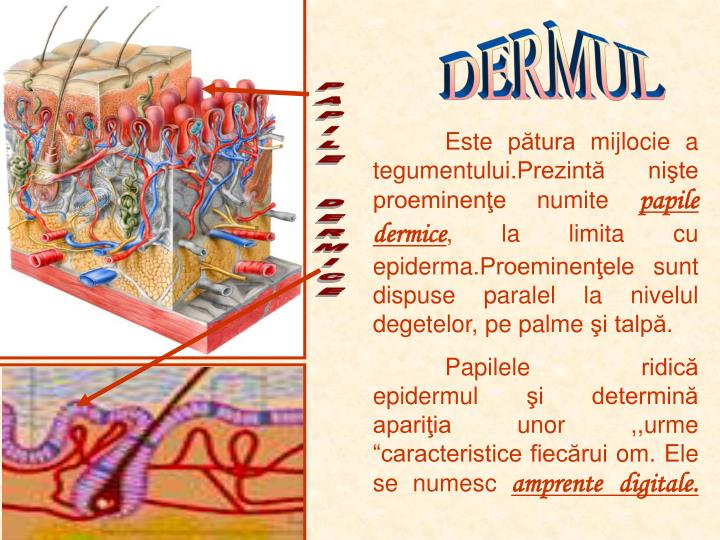 PPT - PIELEA PowerPoint Presentation - ID:4145923