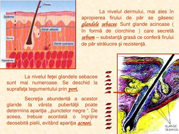 PPT - PIELEA PowerPoint Presentation - ID:4145923