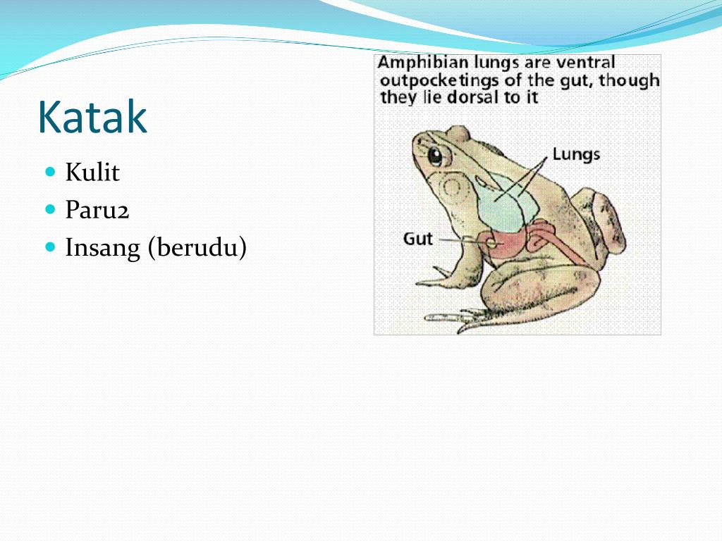 PPT - Organ tubuh manusia dan hewan (Part 1) PowerPoint Presentation ...