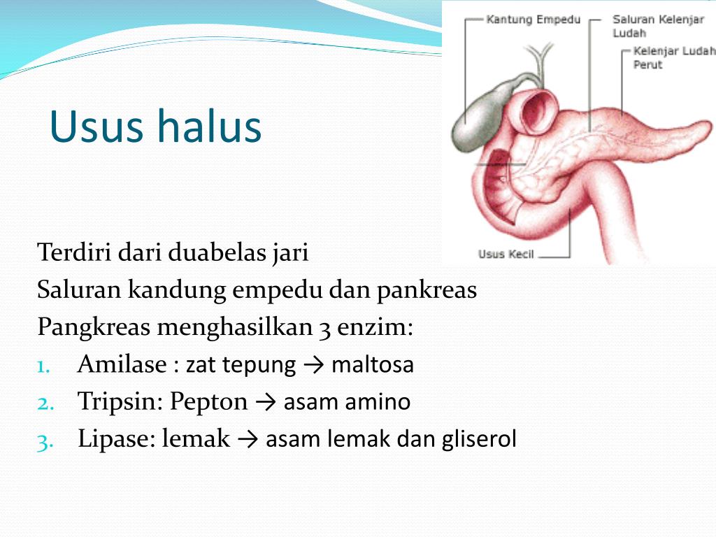PPT - Organ tubuh manusia dan hewan (Part 1) PowerPoint Presentation ...