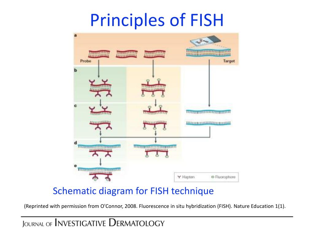PPT - Research Techniques Made Simple: Fluorescence In Situ ... PPT - Research Techniques Made Simple: Fluorescence In Situ ...