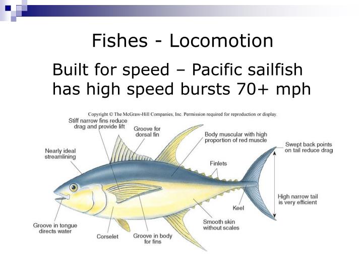 PPT - Marine Vertebrates: Fishes (part 2) PowerPoint Presentation - ID ...