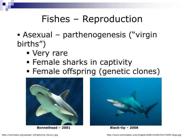 PPT - Marine Vertebrates: Fishes (part 2) PowerPoint Presentation - ID ...