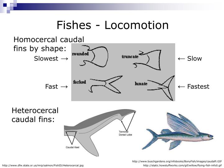 PPT - Marine Vertebrates: Fishes (part 2) PowerPoint Presentation - ID ...