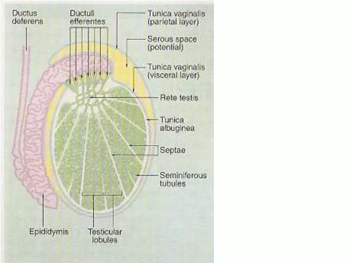 Ppt The Testis Powerpoint Presentation Free Download Id 4148786