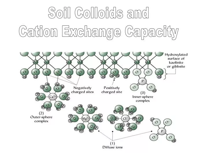 PPT - Soil Colloids and Cation Exchange Capacity PowerPoint ...