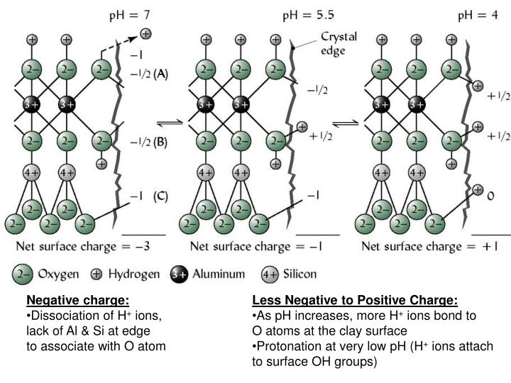PPT - Soil Colloids and Cation Exchange Capacity PowerPoint ...