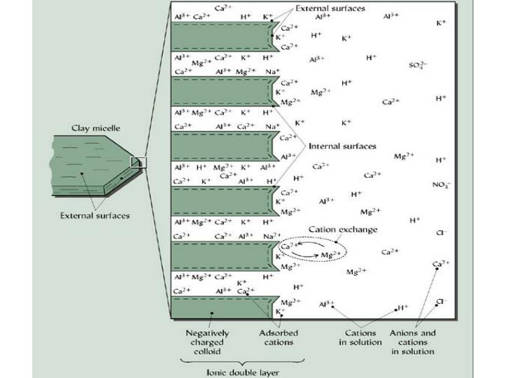 PPT - Soil Colloids and Cation Exchange Capacity PowerPoint ...