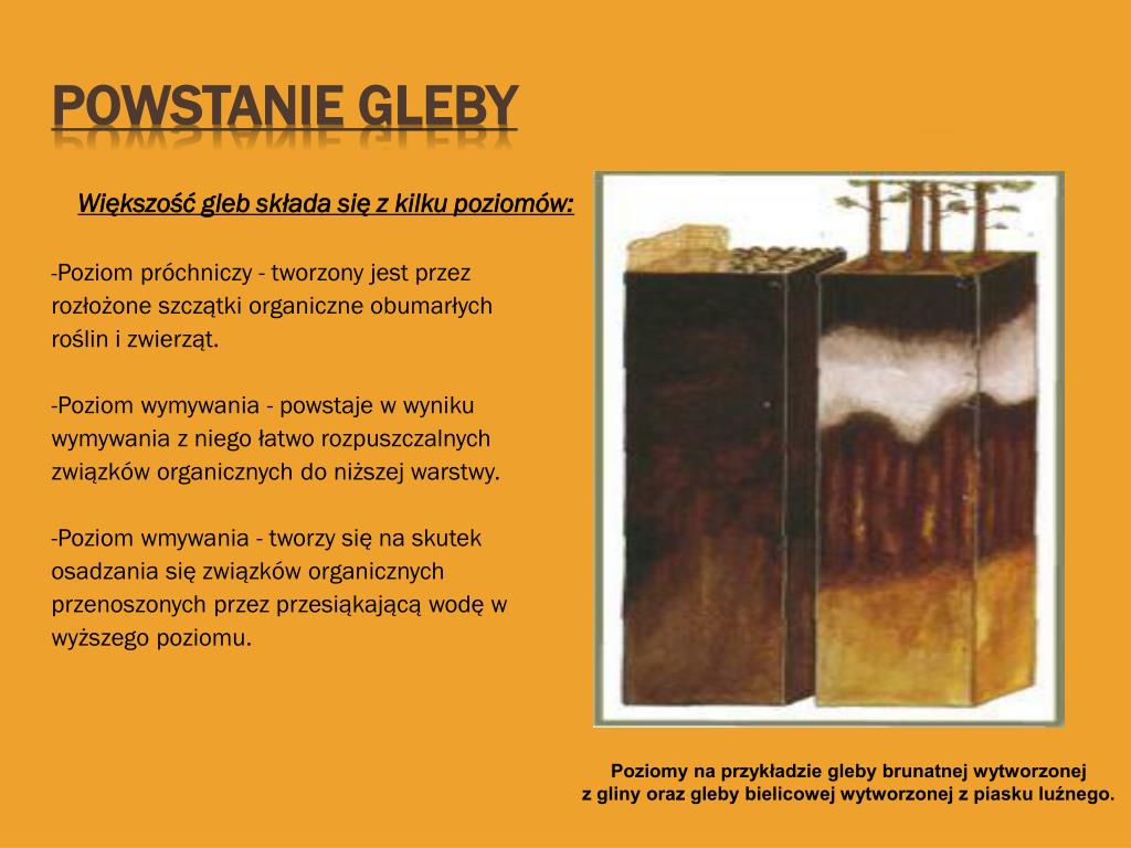PPT - G L E B Y NA NASZYM TERENIE PowerPoint Presentation, free ...