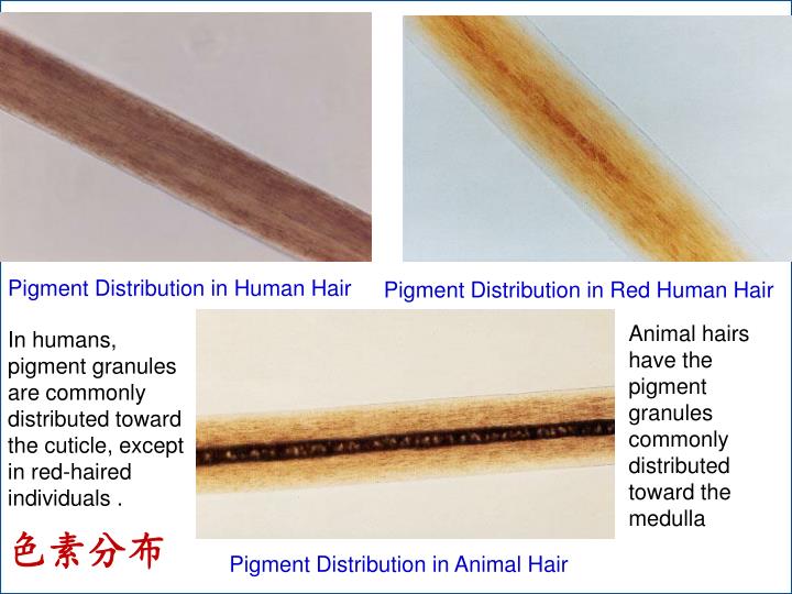 PPT - ? ? ? ? Forensic Examination of Hair PowerPoint Presentation - ID ...