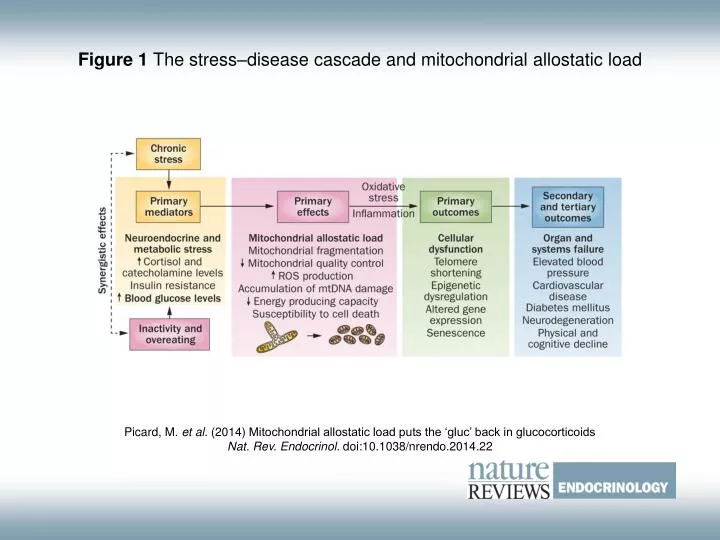 PPT - Figure 1 The stress–disease cascade and mitochondrial allostatic ...