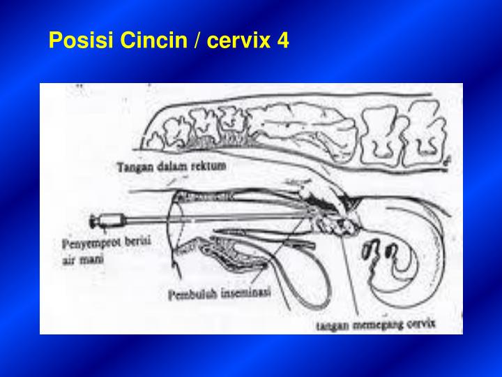 PPT - TEKNIK INSEMINASI BUATAN PADA SAPI PowerPoint Presentation - ID ...
