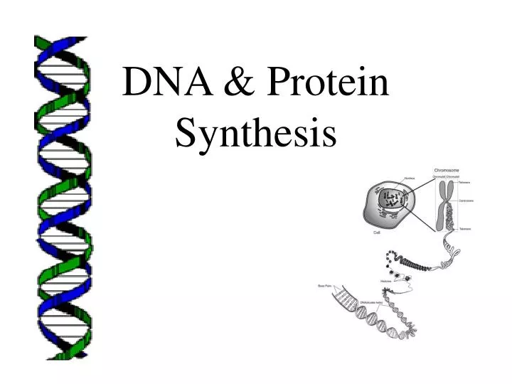 PPT - DNA & Protein Synthesis PowerPoint Presentation, free download ...