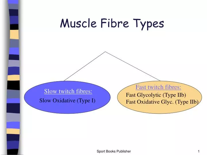 PPT - Muscle Fibre Types PowerPoint Presentation, free download - ID ...