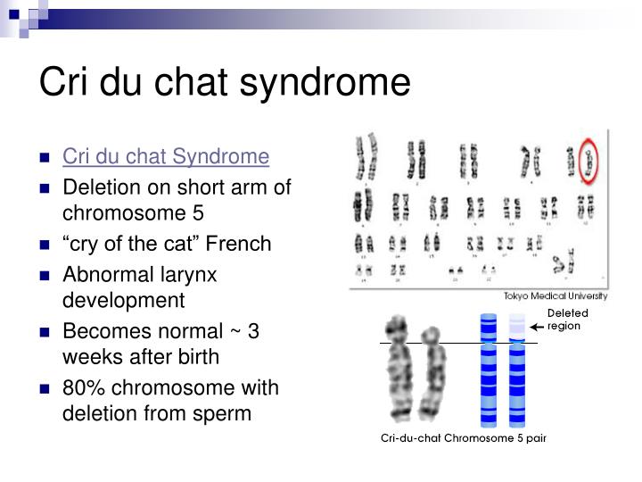 PPT - Chromosomes and Karyotyping PowerPoint Presentation - ID:4153225