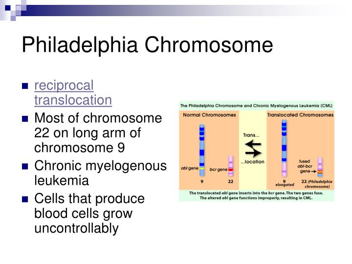 PPT - Chromosomes and Karyotyping PowerPoint Presentation - ID:4153225