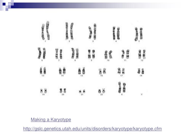 PPT - Chromosomes and Karyotyping PowerPoint Presentation - ID:4153225