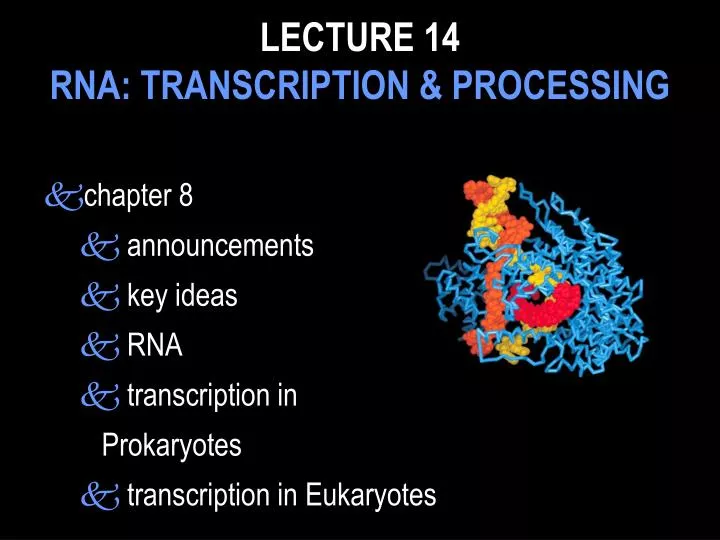PPT - LECTURE 14 RNA: TRANSCRIPTION & PROCESSING PowerPoint Presentation - ID:4153523