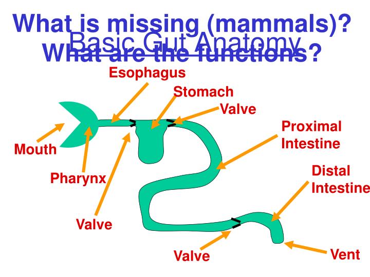 PPT - Fish Guts PowerPoint Presentation - ID:4154250