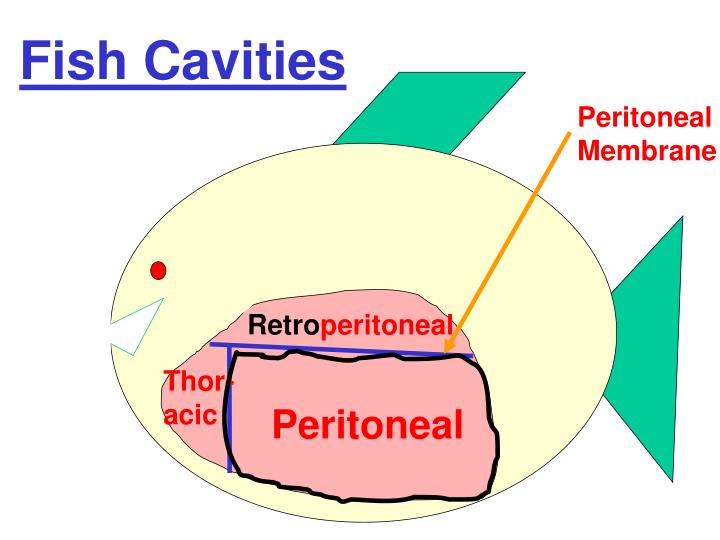 PPT - Fish Guts PowerPoint Presentation - ID:4154250