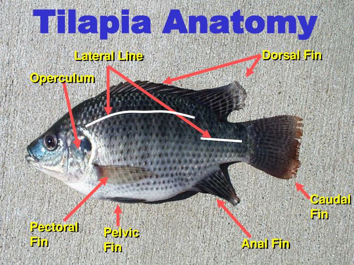 PPT - Fish Guts PowerPoint Presentation - ID:4154250