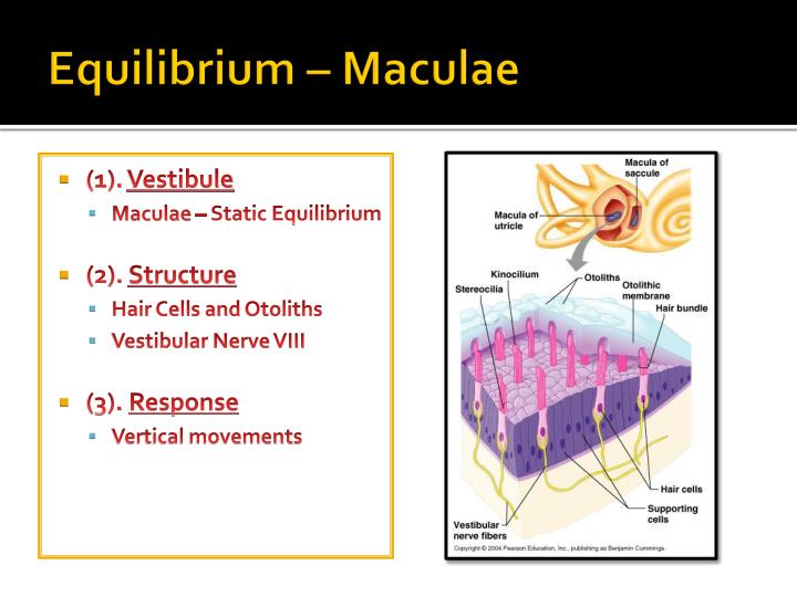 PPT - How we Hear Biology 2121 PowerPoint Presentation - ID:4154729