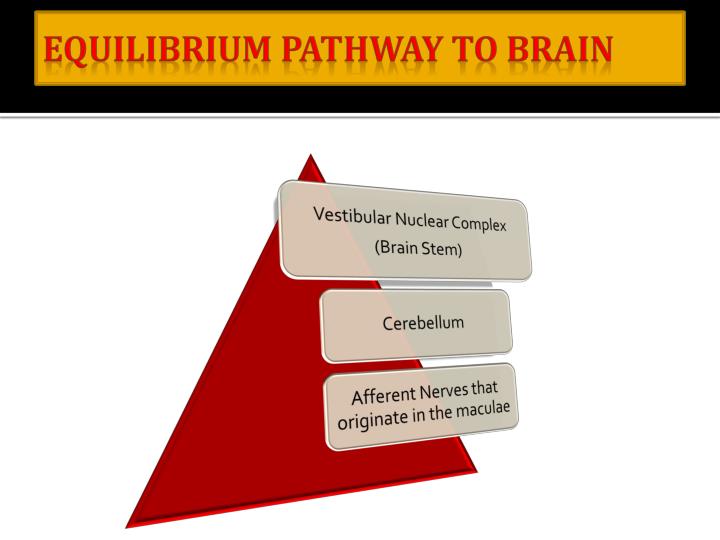PPT - How we Hear Biology 2121 PowerPoint Presentation - ID:4154729