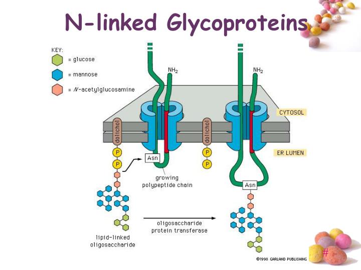 PPT - GLYCOPROTEINS PowerPoint Presentation - ID:4155658