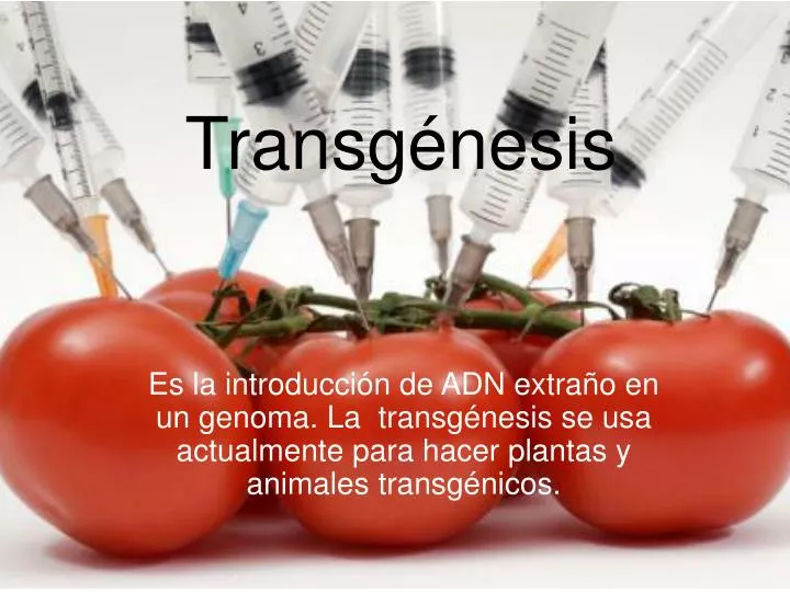 PPT - Transgénesis PowerPoint Presentation, free download - ID:4156029