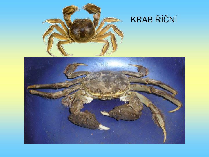 PPT - HROTNATKA OBECNÁ PowerPoint Presentation - ID:4157807