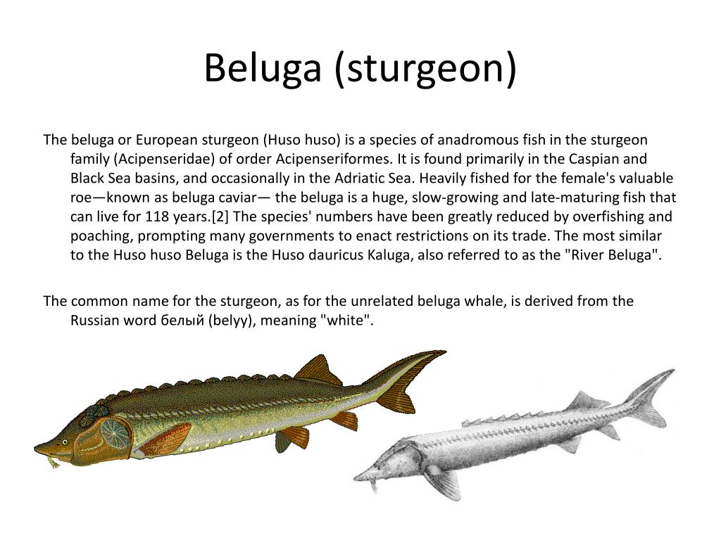 PPT - Endangered species of fish (Grayling ; Beluga ) PowerPoint ...