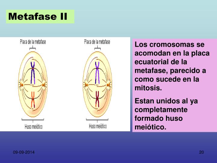 PPT - MEIOSIS PowerPoint Presentation - ID:4158246